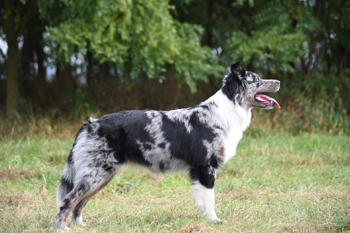 Hopi :: www.hooplandia.cz